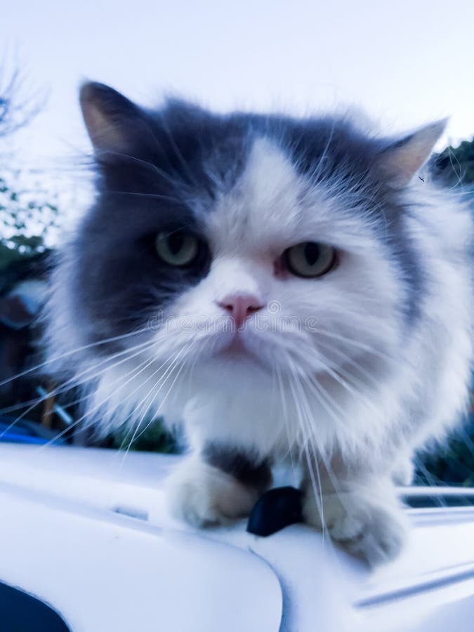 Curious Cat stock photo. Image of white, awsome, domestic - 82771208