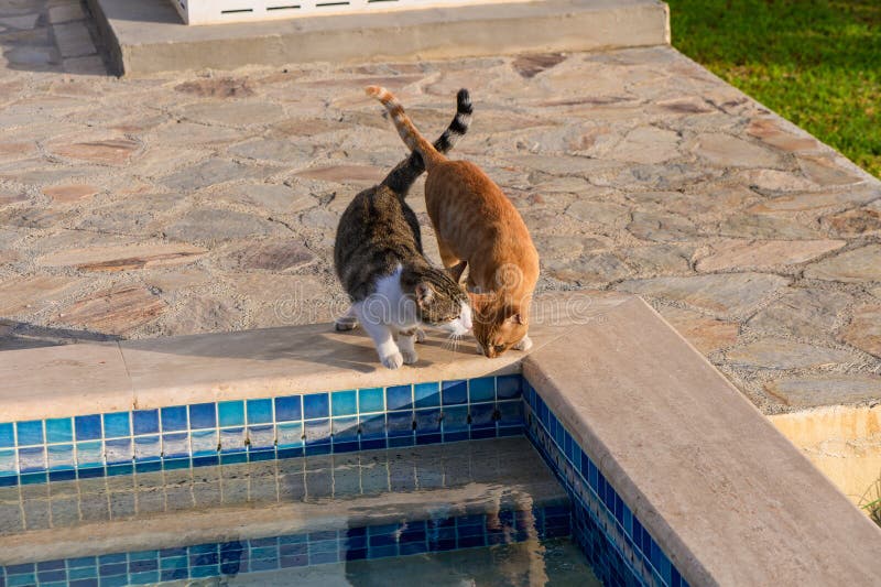 Curious Cats Explore the Edge of a Shimmering Pool on a Sunny Afternoon ...