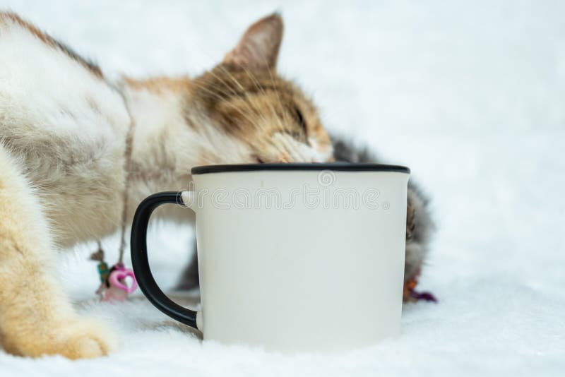 This Curious Cats Explores and Engages with a White Blank Mug in a ...