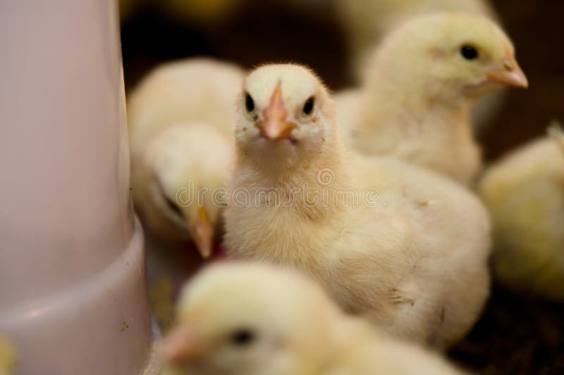 Curious Chick Crowd stock image. Image of farming, breeding - 341945445