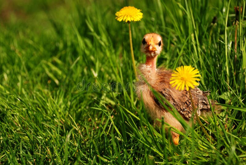Curious Chicken between Dandelions on Spring Stock Image - Image of ...