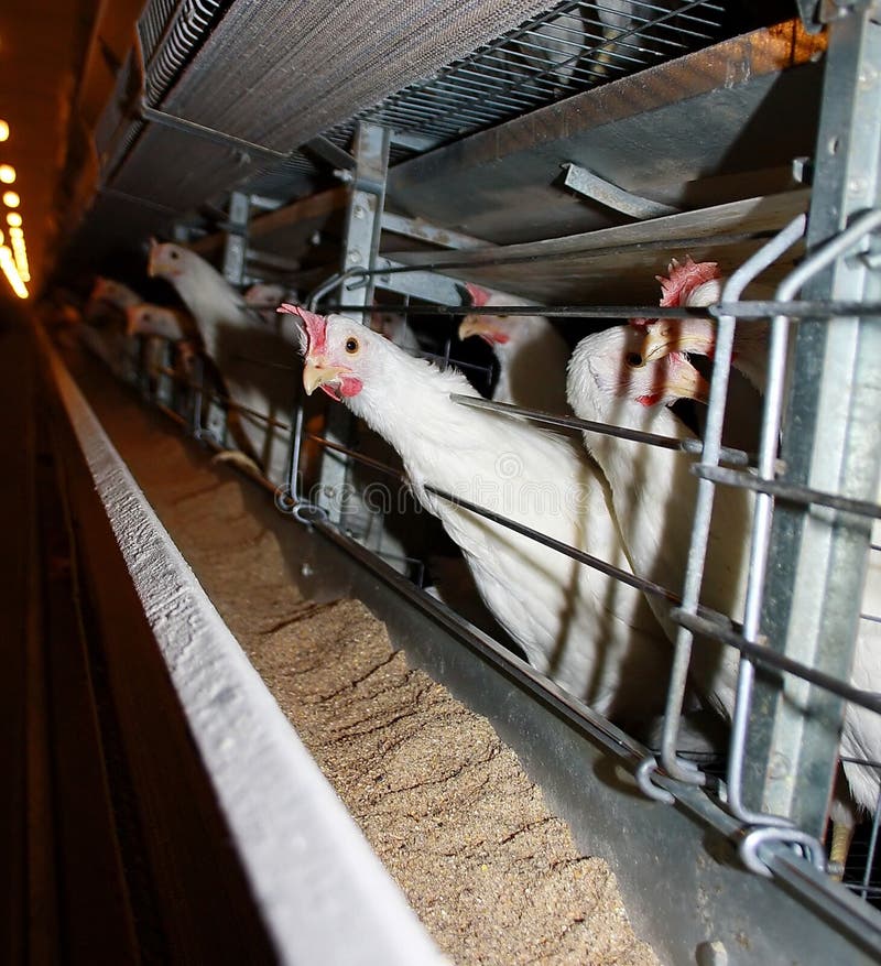 Curious Chicken at the Poultry Farm Stock Image - Image of agriculture ...