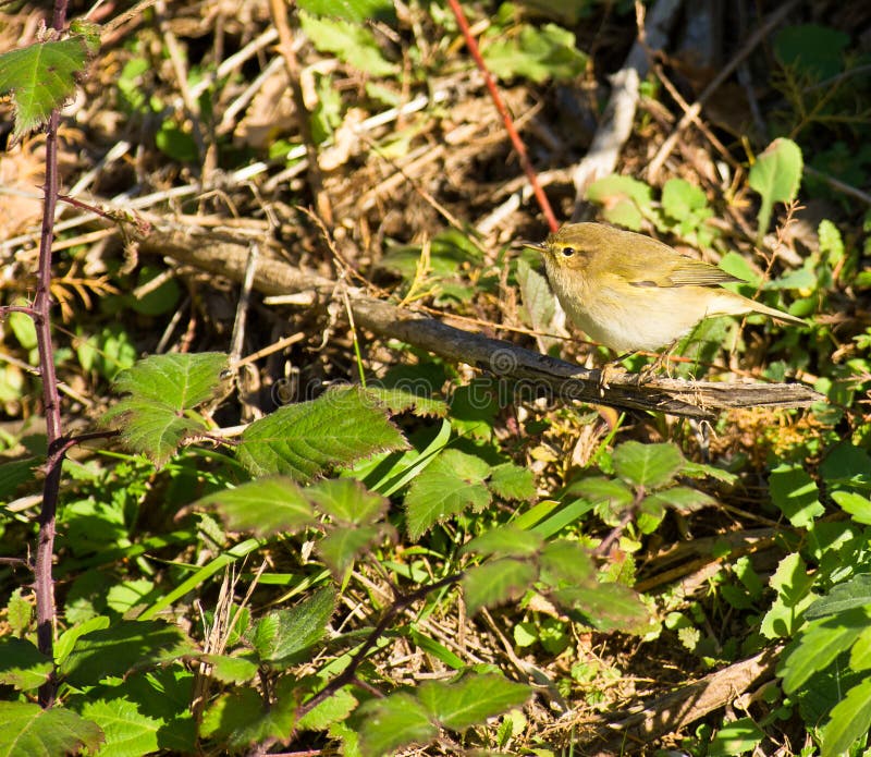A curious Chiffchaff stock image. Image of active, collybita - 17478405