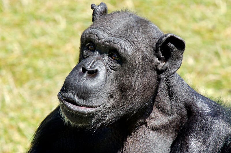Chimpanzee stock image. Image of sweet, male, black, relaxed - 29863971