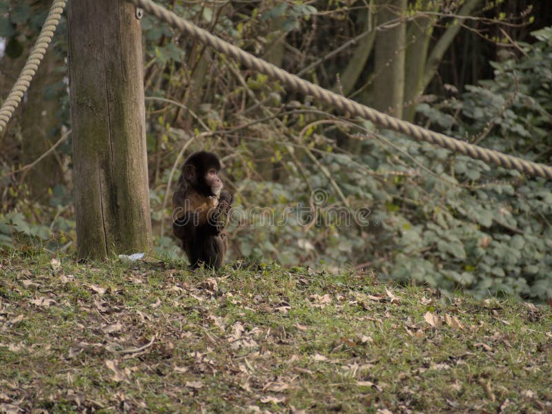 Curious Chimpanzee Monkey Holding Some Grass in Its Hands in an Outdoor ...