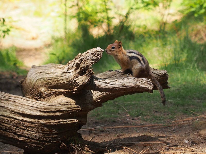 Chipmonk on the prowel stock photo. Image of chipmonk - 6965422
