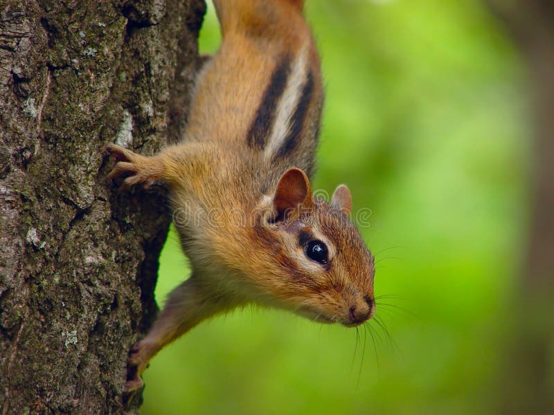 Curious Chipmunk stock photo. Image of squirrel, tree - 4134014