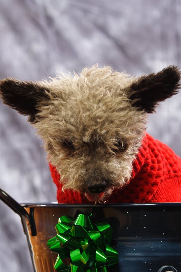 Poo Poos People Stock Photos - Free & Royalty-Free Stock Photos from ...