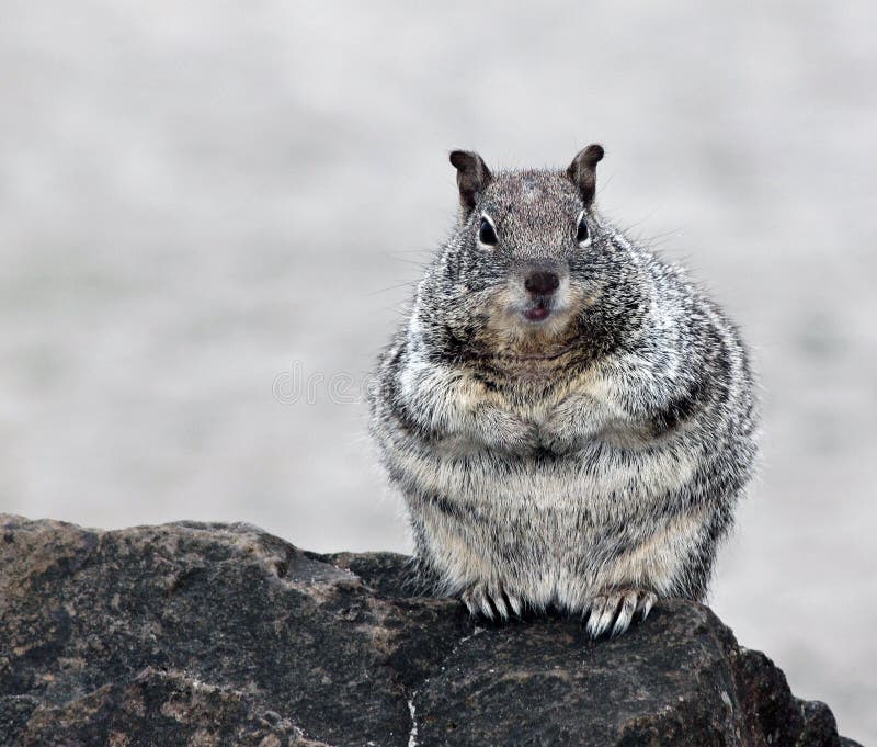 Curious Chubby Gray Squirrel Stock Photo - Image of cute, isolated ...