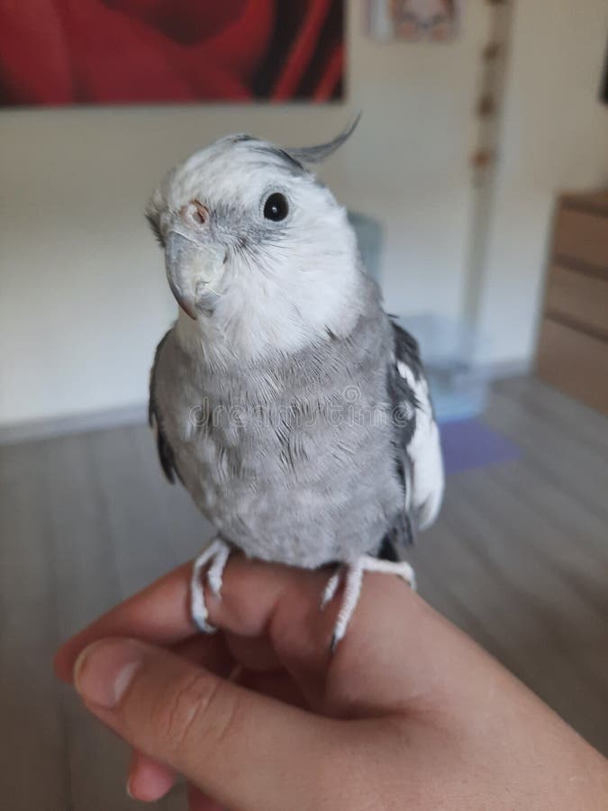 Curious Cockatiel stock photo. Image of aviary, southern - 73333548