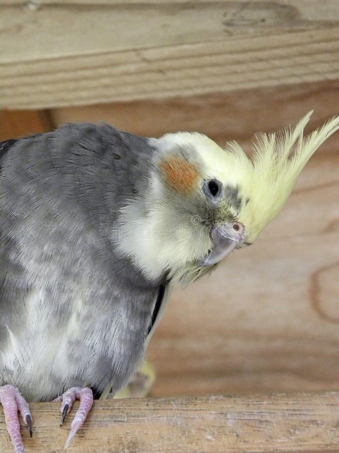 Curious Cockatiel stock photo. Image of aviary, southern - 73333548