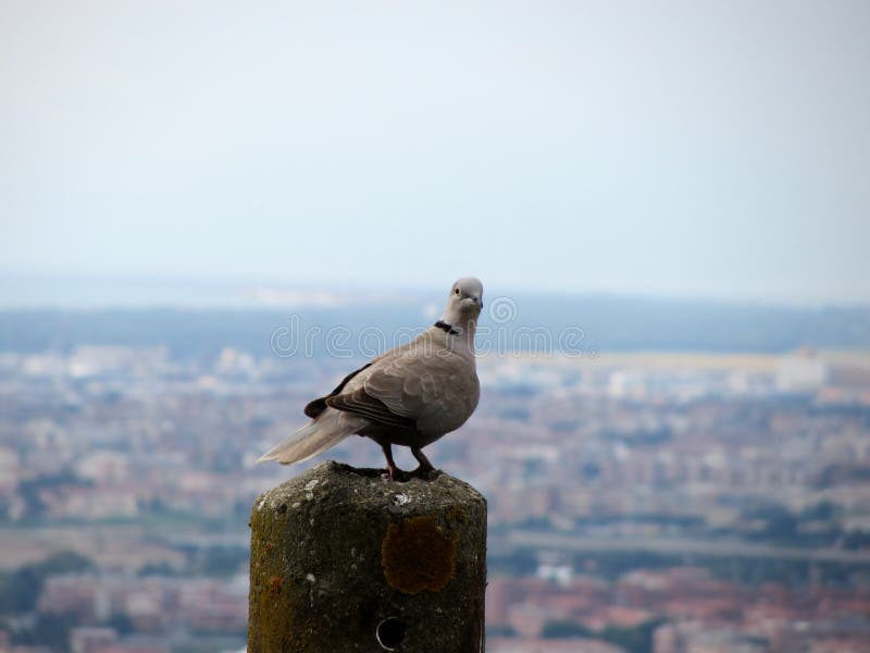 A Curious Collared Dove on Top of the World Stock Image - Image of ...