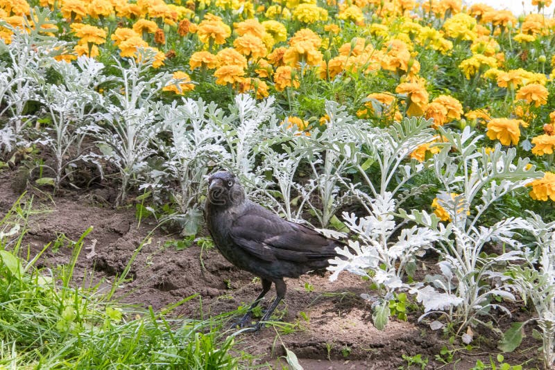 Curious Coloeus Monedula Looks into the Camera Stock Photo - Image of ...