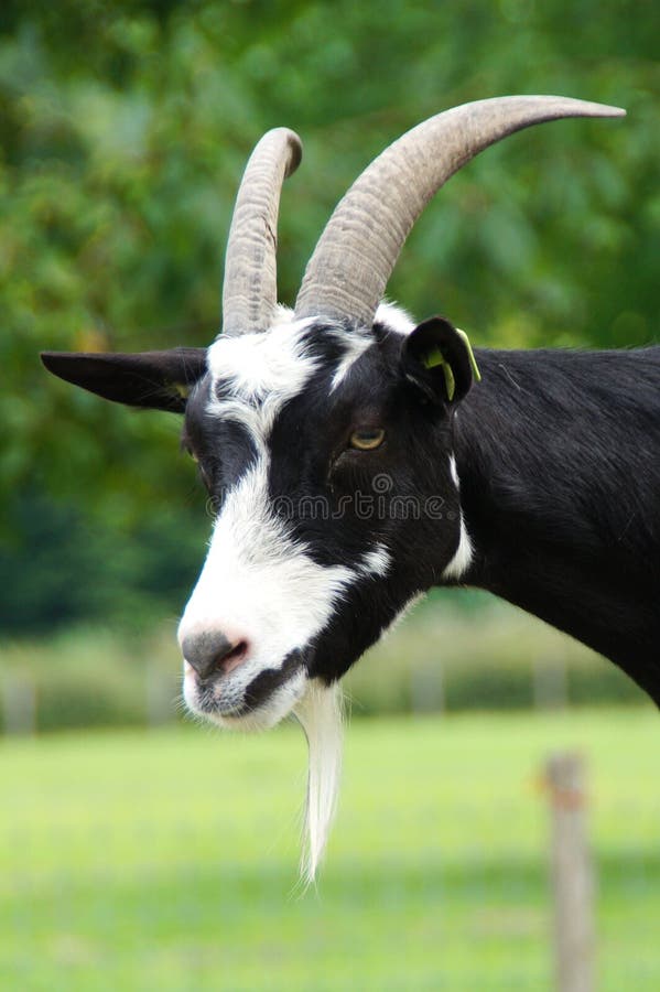 Curious Common Goat Head with Goatee Stock Image - Image of head ...