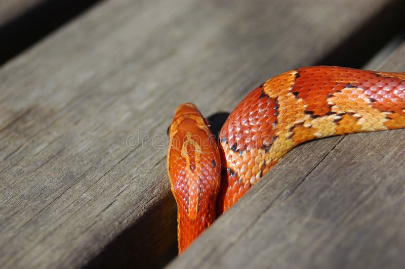 Curious Corn Snake stock photo. Image of colourful, slither - 2624062