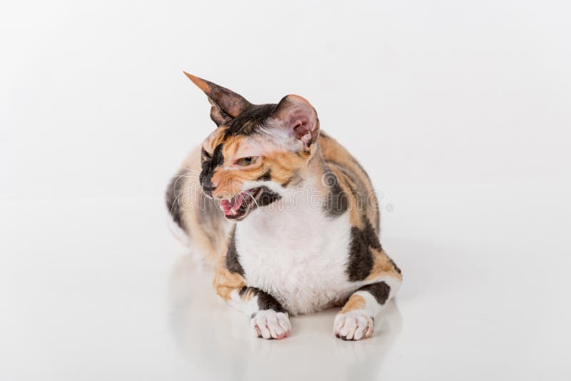 Cornish Rex, Angry Cat Baring Its Teeth, Studio Lighting Pastel ...
