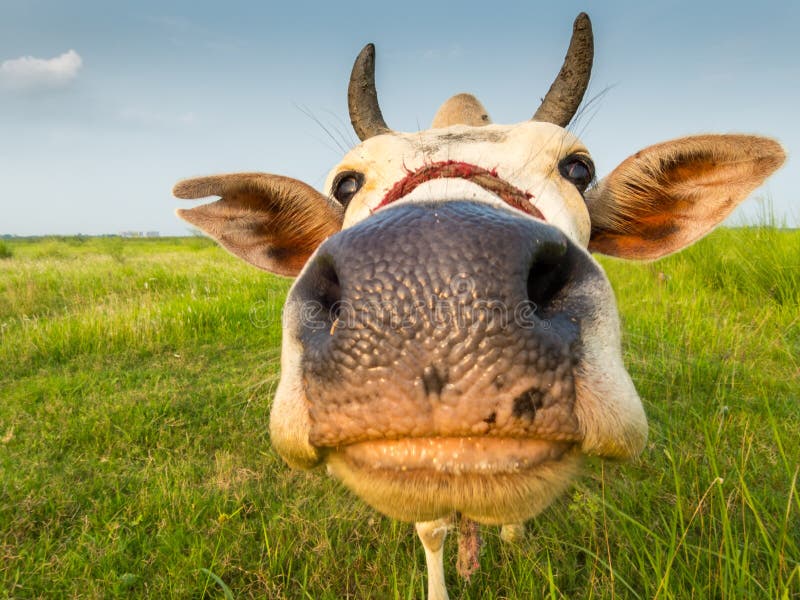 Curious cow stock photo. Image of house, destruction - 149688664