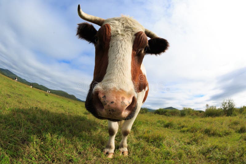 Curious Cow Looking at the Camera Stock Image - Image of animal ...