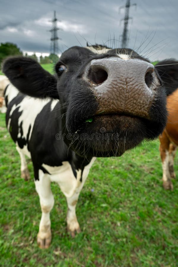 Curious Black White Cow Sniffing Camera Green Meadow Stock Photos ...