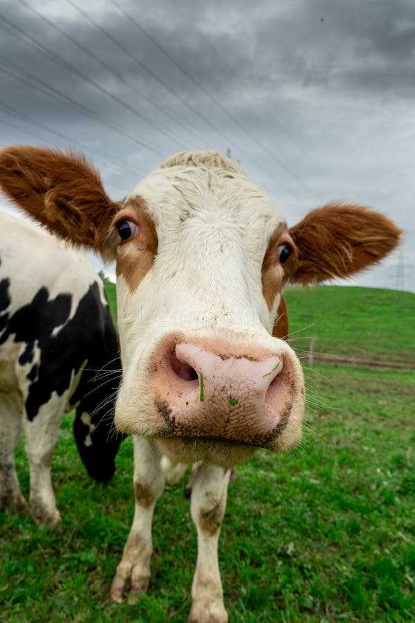 Curious Cow Looking at Camera Stock Image - Image of moody, europe ...