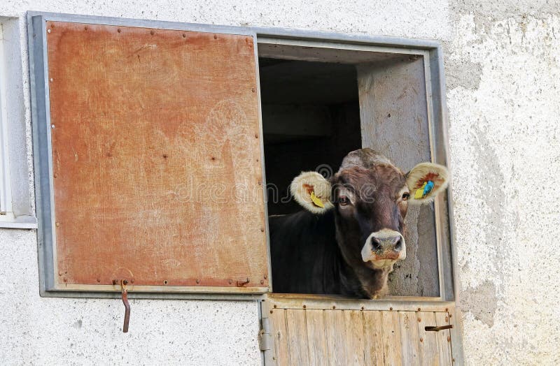 A Curious Cow Looks Out of the Window of Her Barn Stock Image - Image ...