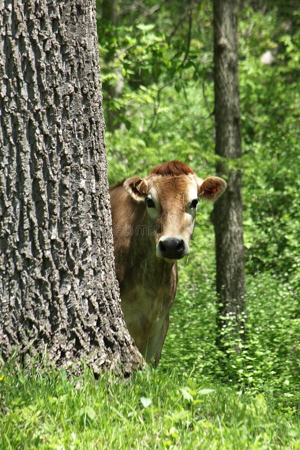 142 Animal Peeks Behind Tree Stock Photos - Free & Royalty-Free Stock ...