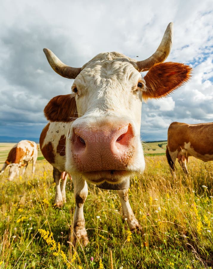 Cow is sniffing stock photo. Image of rural, netherlands - 24536028