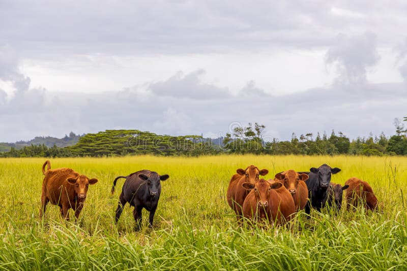 Curious Cows on the Pasture of Kauai Island Stock Photo - Image of ...