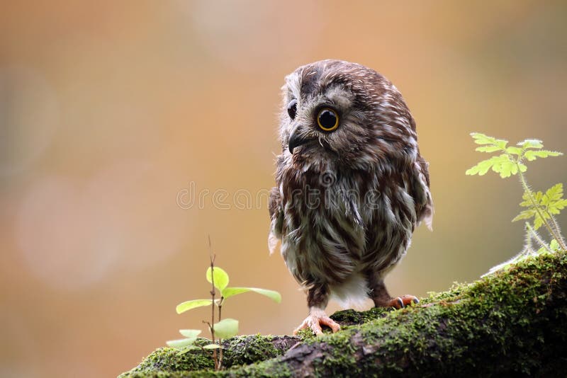 Curious Creature stock photo. Image of wildlife, watching - 11341044