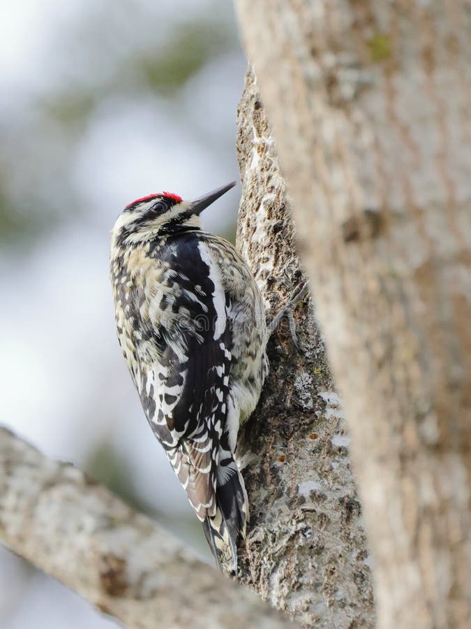 An Animal that is Sitting on a Tree Limb and Looking in the Camera ...