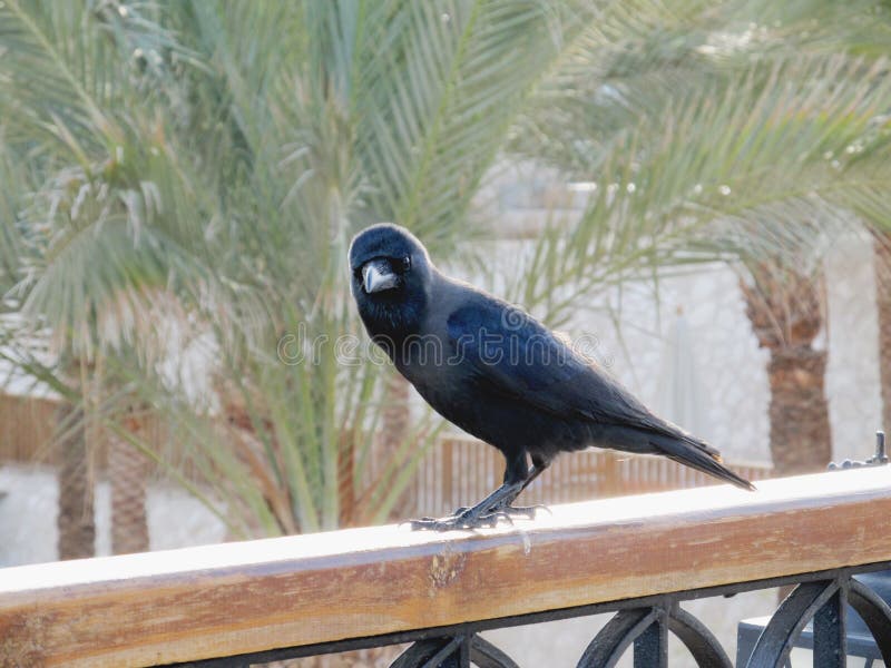 Curious Crow in Lausanne, Switserland Stock Photo - Image of animalia ...