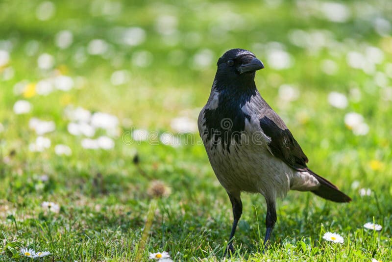 Curious Crow Looking at You Stock Image - Image of beak, black: 91388689