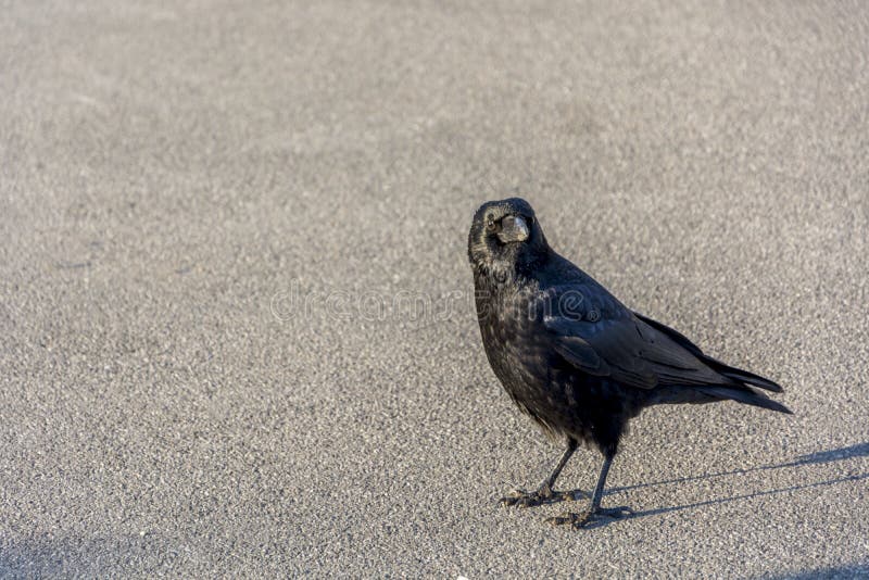 Curious crow stock photo. Image of brachyrhynchos, lausanne - 50247926