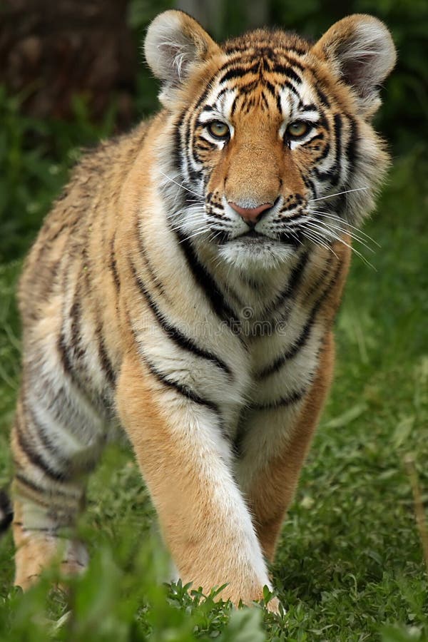 Curious Amur Tiger stock image. Image of outdoors, siberian - 5721877