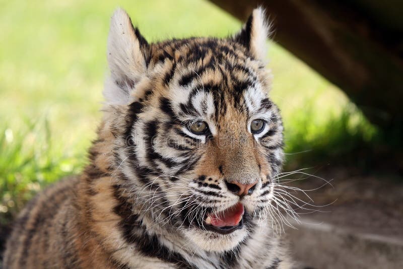 Curious Amur Tiger stock image. Image of outdoors, siberian - 5721877