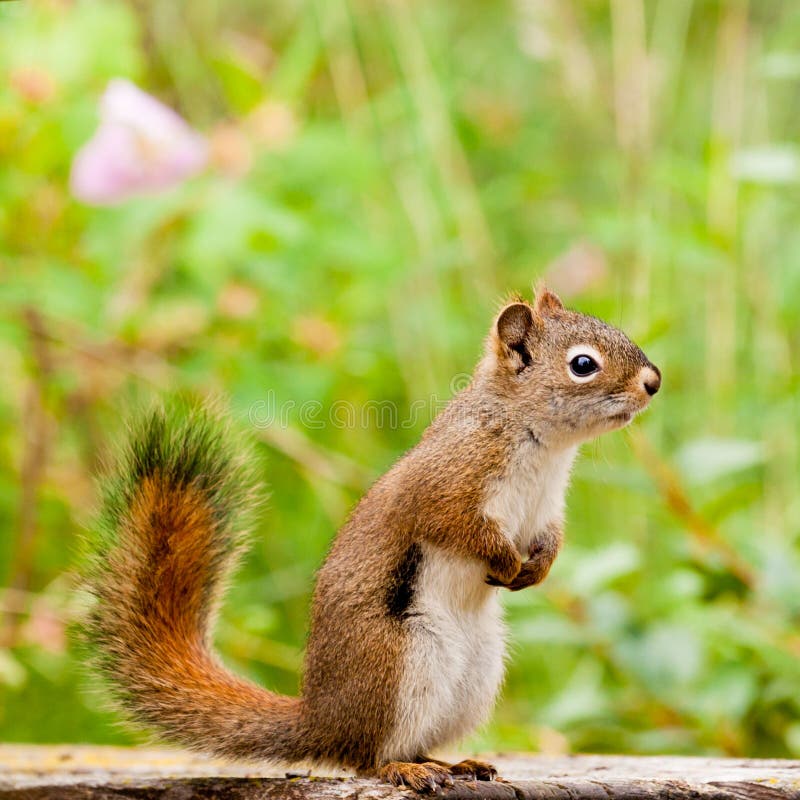 Curious Cute American Red Squirrel Posing Watchful Stock Image - Image ...