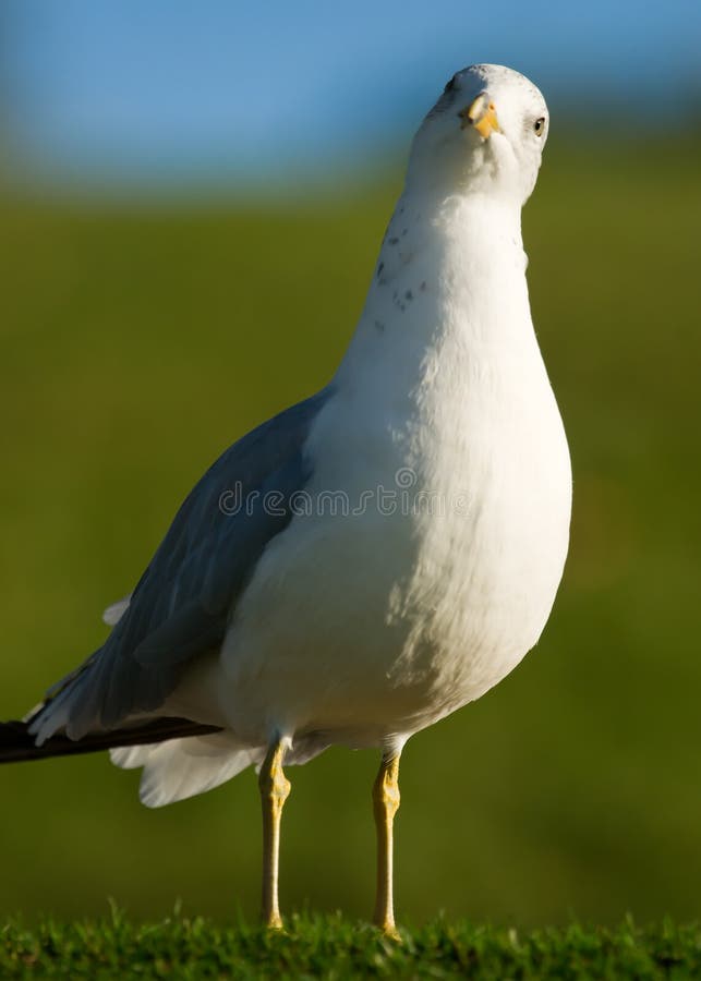 Curious Cute Seagull Tilting Head Stock Photo - Image of funny, closeup ...