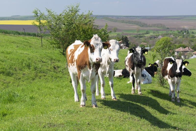 A Curious Dairy Cows Standing and Grazing Stock Photo - Image of meadow ...