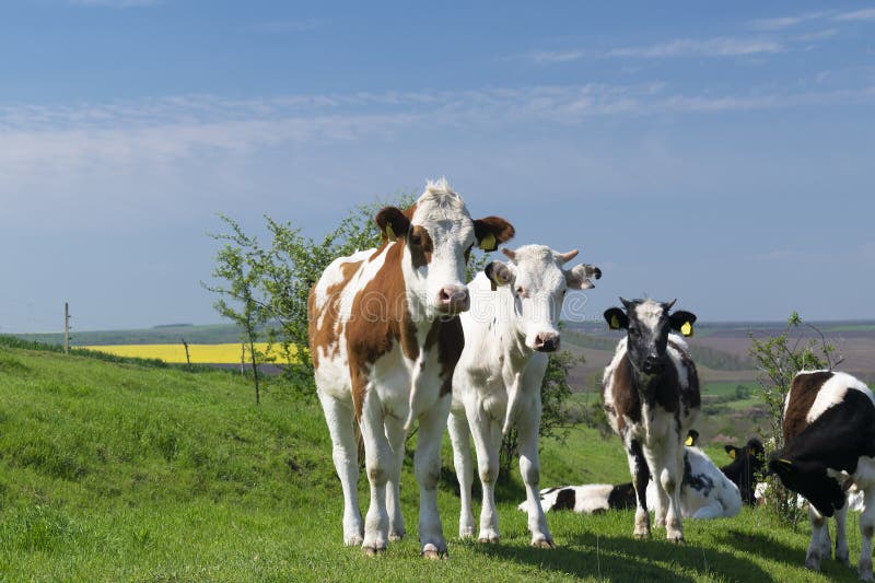 A Curious Dairy Cows Standing and Grazing Stock Photo - Image of spring ...