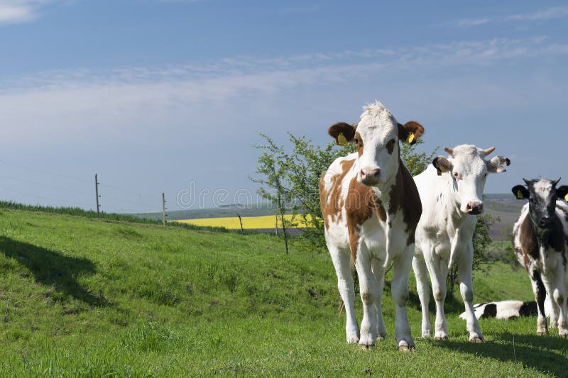 A Curious Dairy Cows Standing and Grazing Stock Image - Image of ...