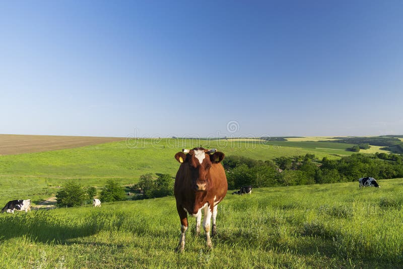 A Curious Dairy Cows Standing and Grazing in Pasture Stock Photo ...