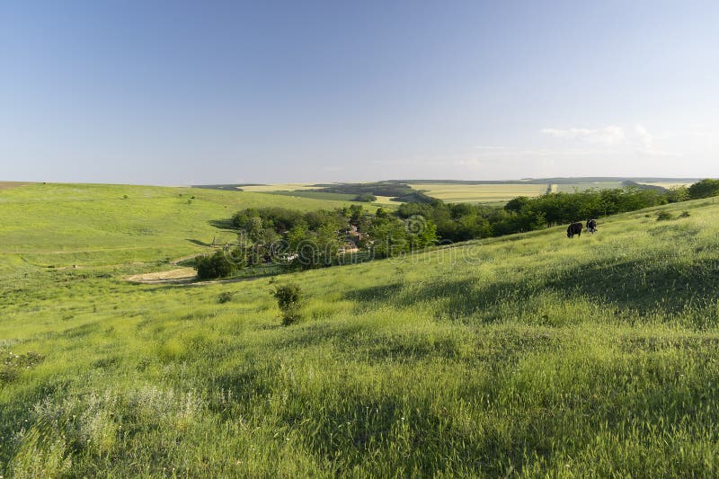 A Curious Dairy Cows Standing and Grazing in Pasture Stock Photo ...