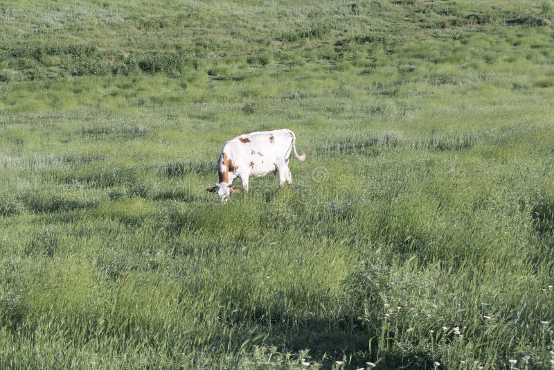 A Curious Dairy Cows Standing and Grazing in Pasture Stock Image ...