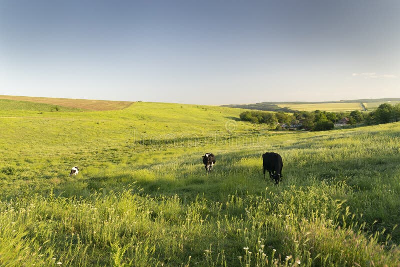 A Curious Dairy Cows Standing and Grazing in Pasture Stock Photo ...