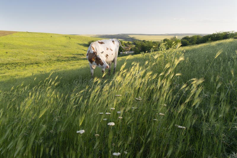 A Curious Dairy Cows Standing and Grazing in Pasture Stock Photo ...
