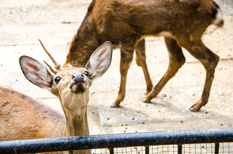 Curious Dear Looking Up stock photo. Image of head, goat - 174707726