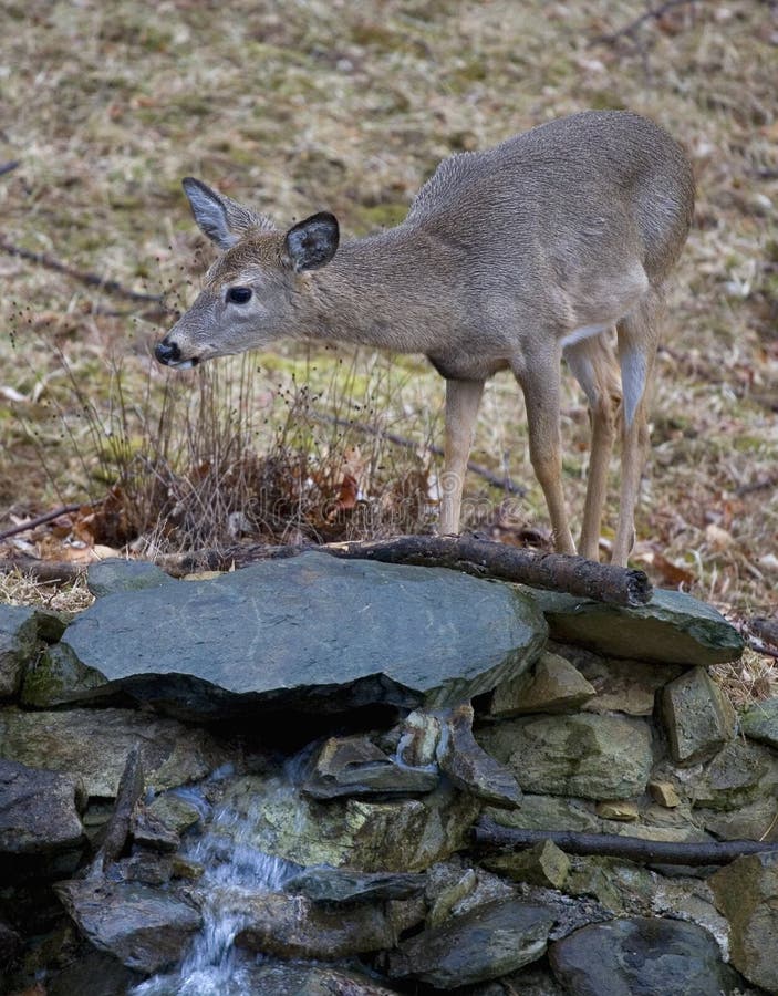Curious Whitetail Buck stock photo. Image of alert, hunt - 9846996