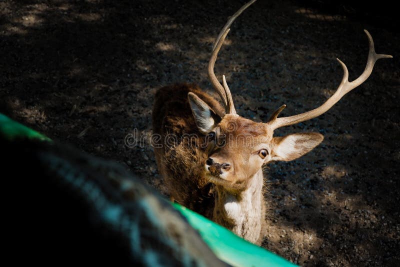 Curious deer stock image. Image of forest, season, head - 83713463
