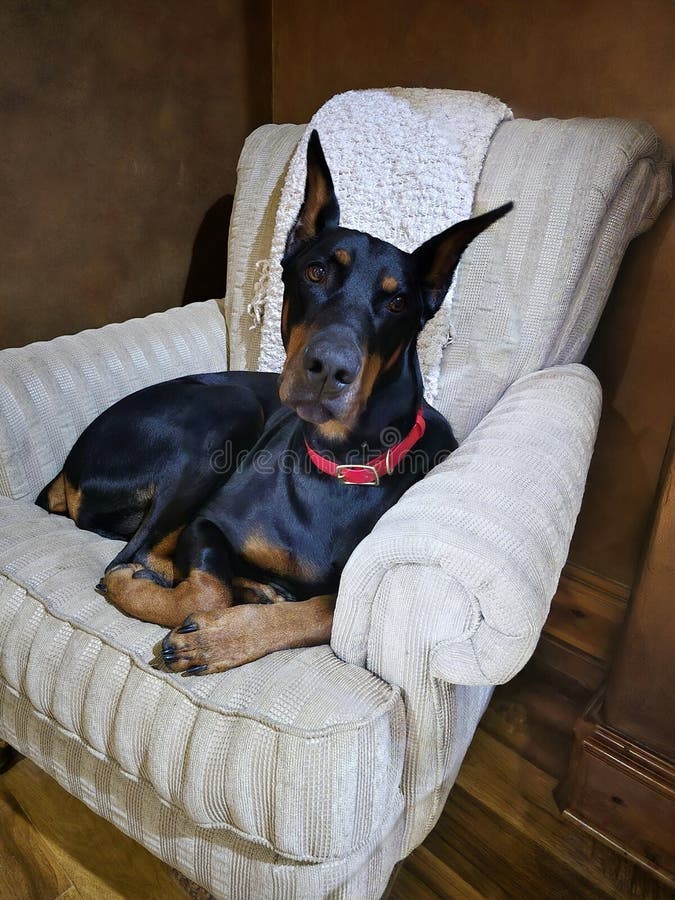 Curious Doberman Curled Up on Chair Stock Photo - Image of lounging ...