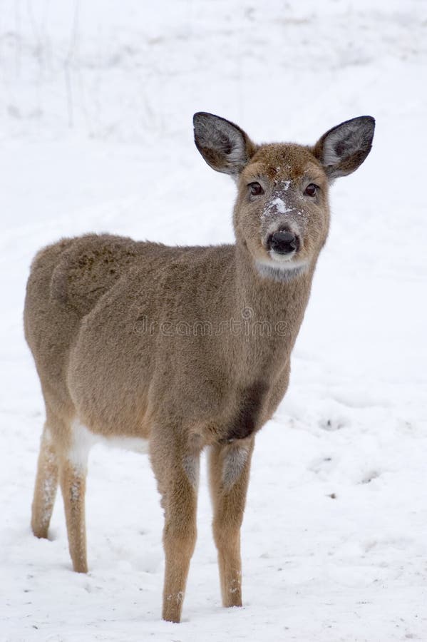 Curious Doe stock image. Image of winter, cute, snow, nature - 65451